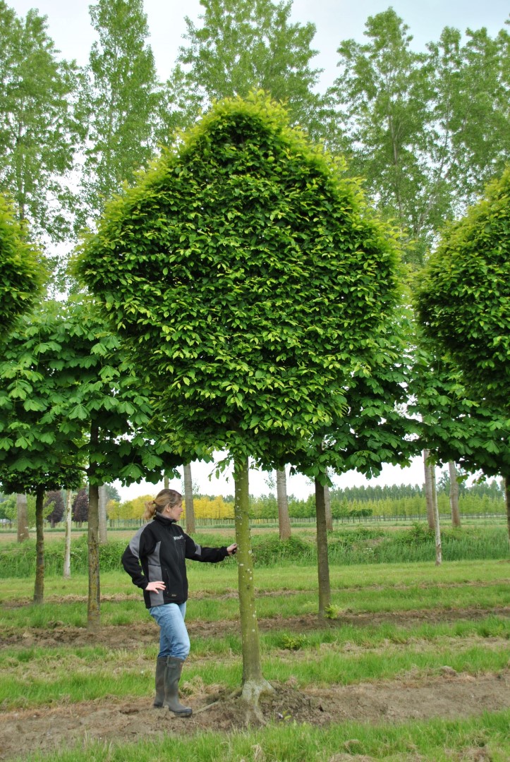 Carpinus betulus | Betulaceae - Van den Berk Nurseries