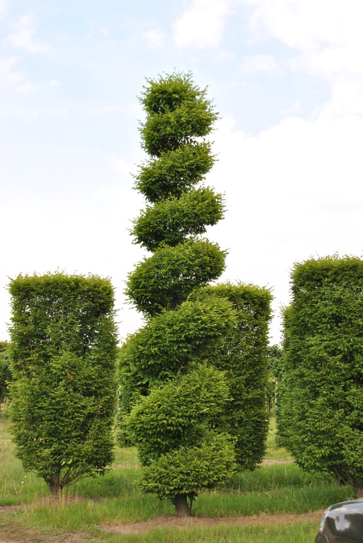 Carpinus betulus | Betulaceae - Van den Berk Nurseries