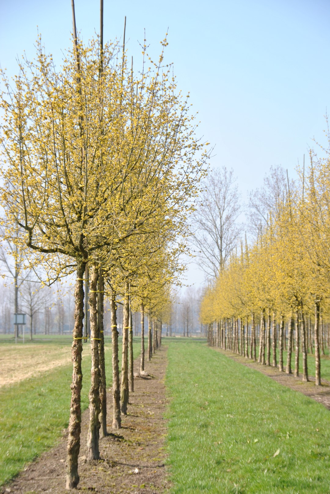 Cornus mas | Cornaceae - Van den Berk Nurseries