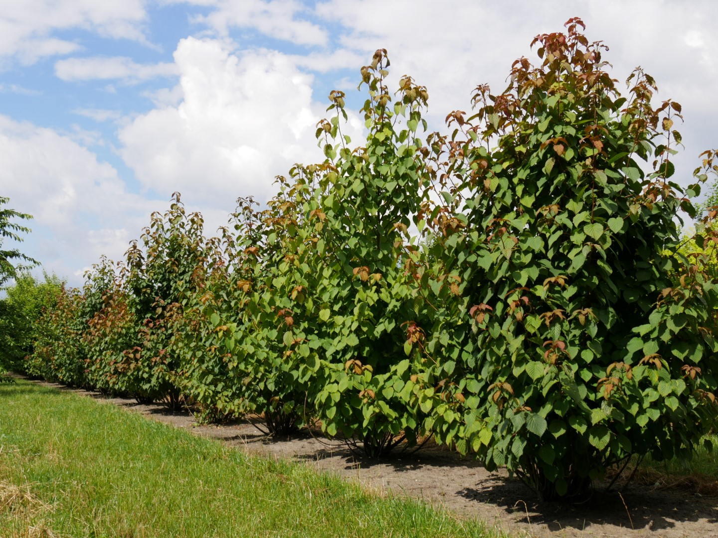 Davidia involucrata | Nyssaceae - Van den Berk Nurseries