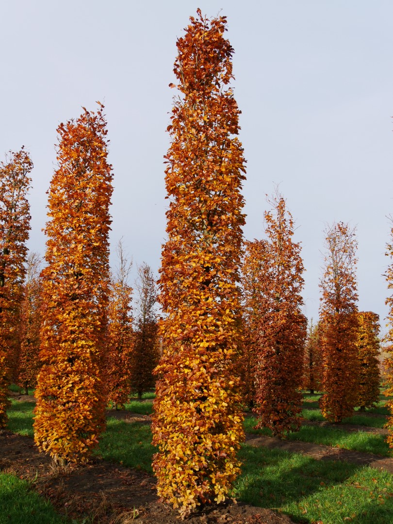 Fagus sylvatica 'Atropunicea' | Fagaceae - Van den Berk Nurseries