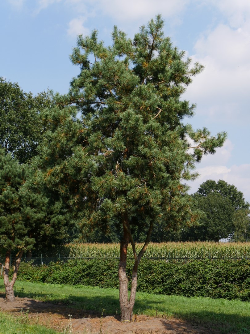 Pinus sylvestris | Pinaceae - Van den Berk Nurseries