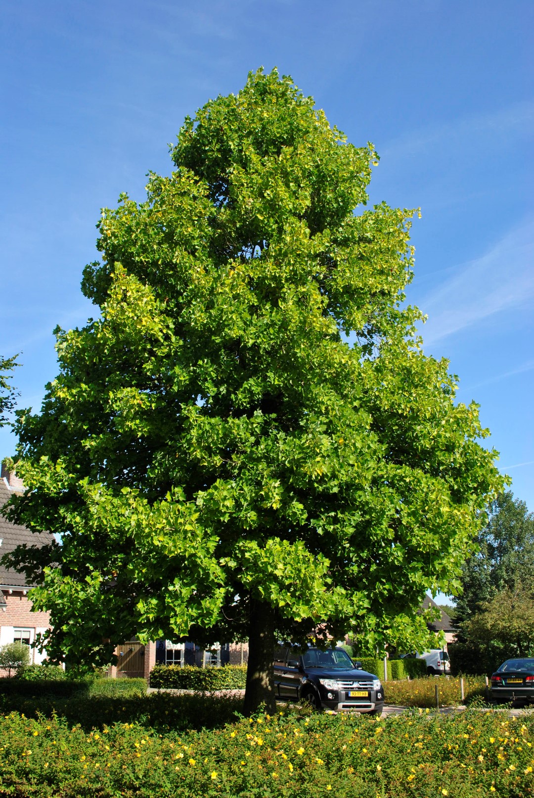 Liriodendron tulipifera | Magnoliaceae - Van den Berk Nurseries