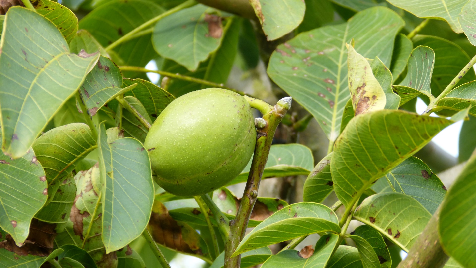 Juglans regia 'Franquette' | Juglandaceae - Van den Berk Nurseries