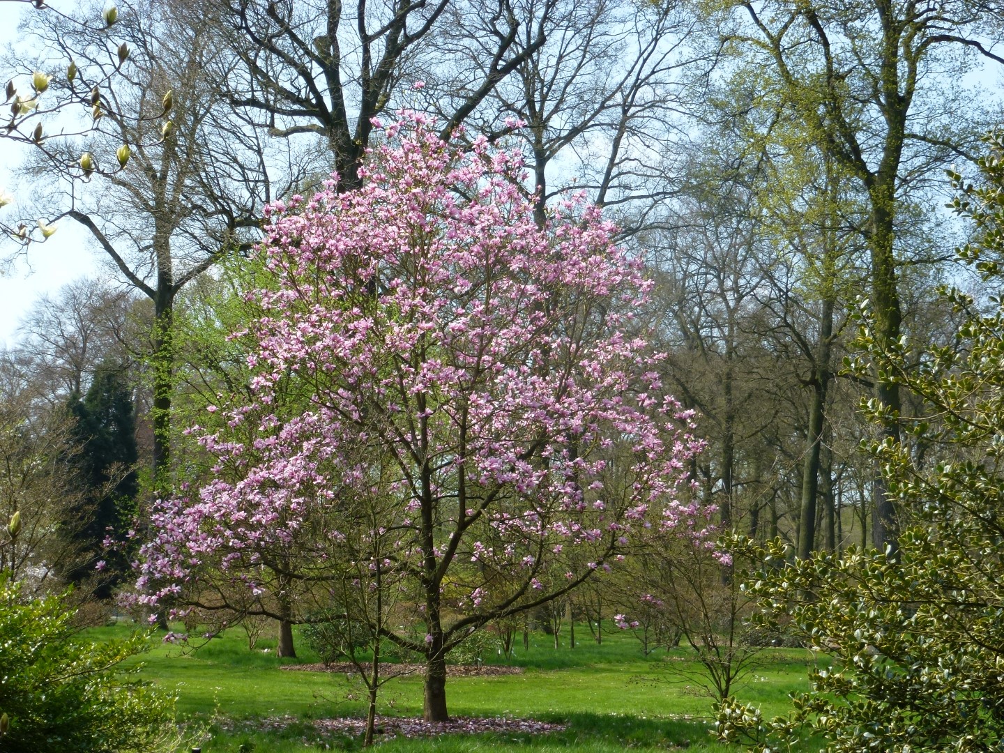 Magnolia 'Galaxy' | Magnoliaceae - Van den Berk Nurseries