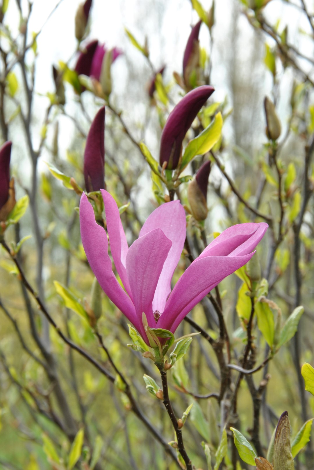 Magnolia 'Susan' | Magnoliaceae - Van den Berk Nurseries