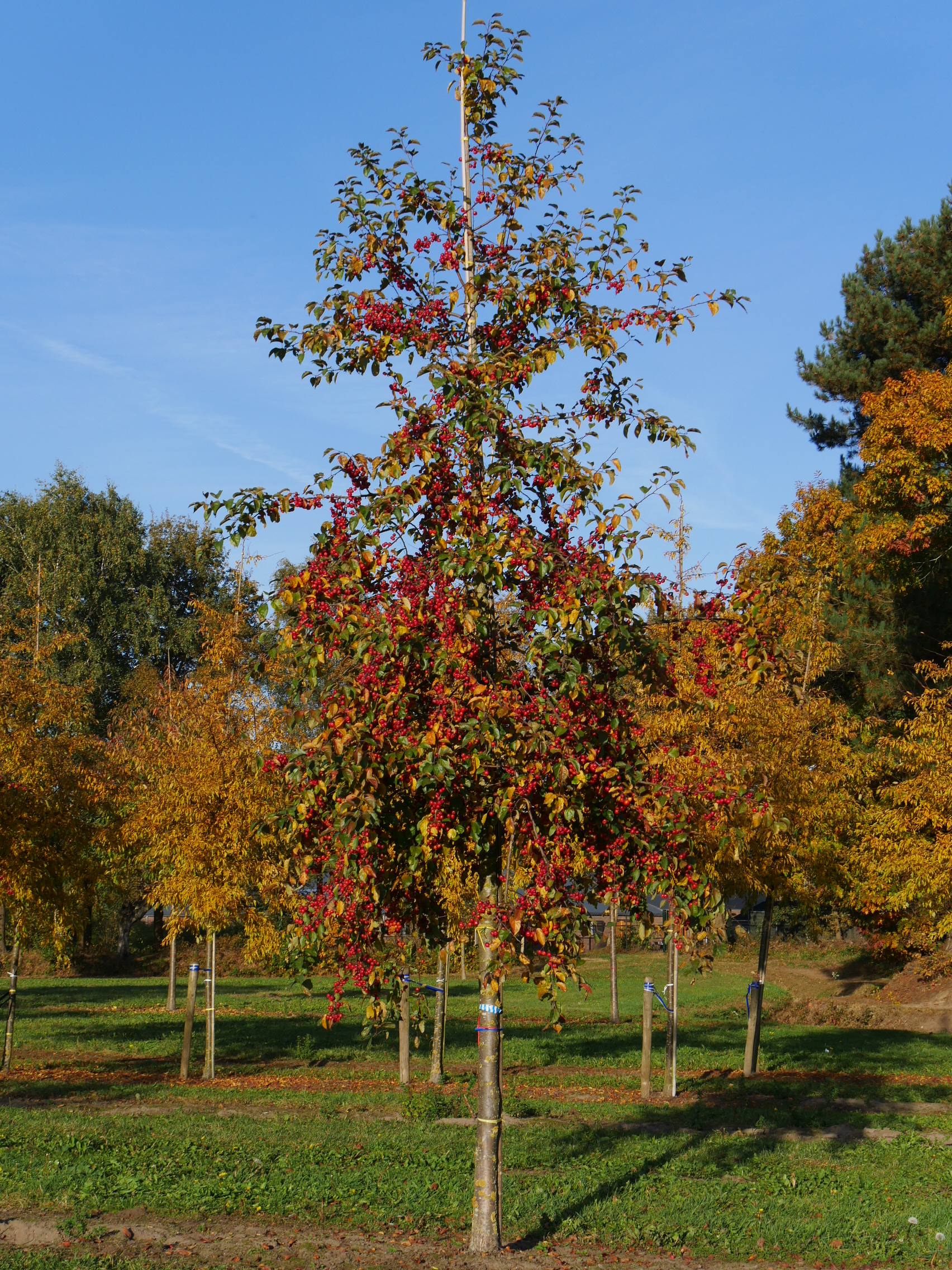 Malus 'Evereste' | Rosaceae - Van den Berk Nurseries
