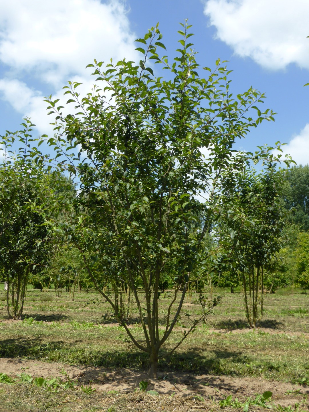 Malus 'Red Sentinel' | Rosaceae - Van den Berk Nurseries