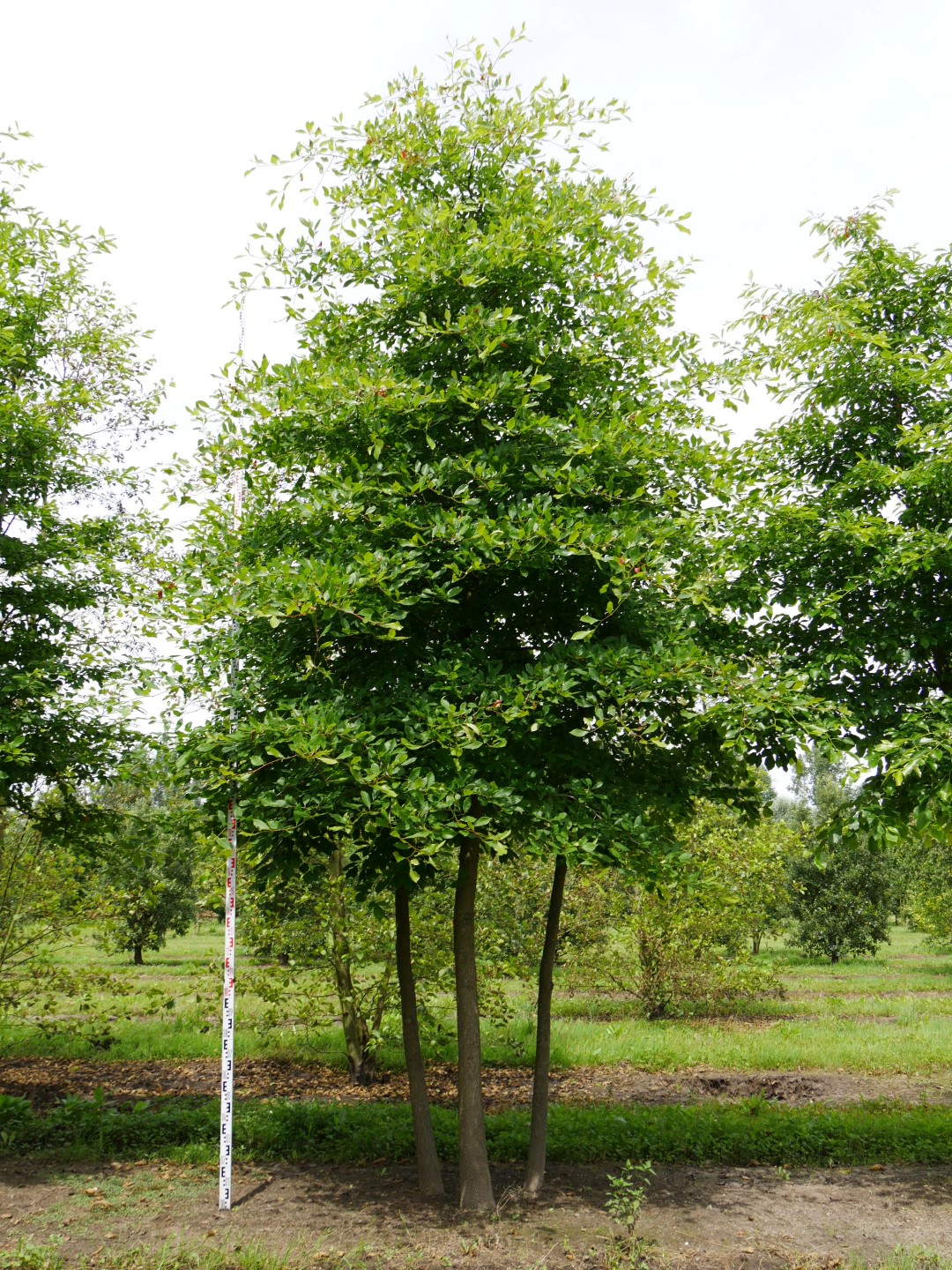 Nyssa sylvatica | Cornaceae - Van den Berk Nurseries