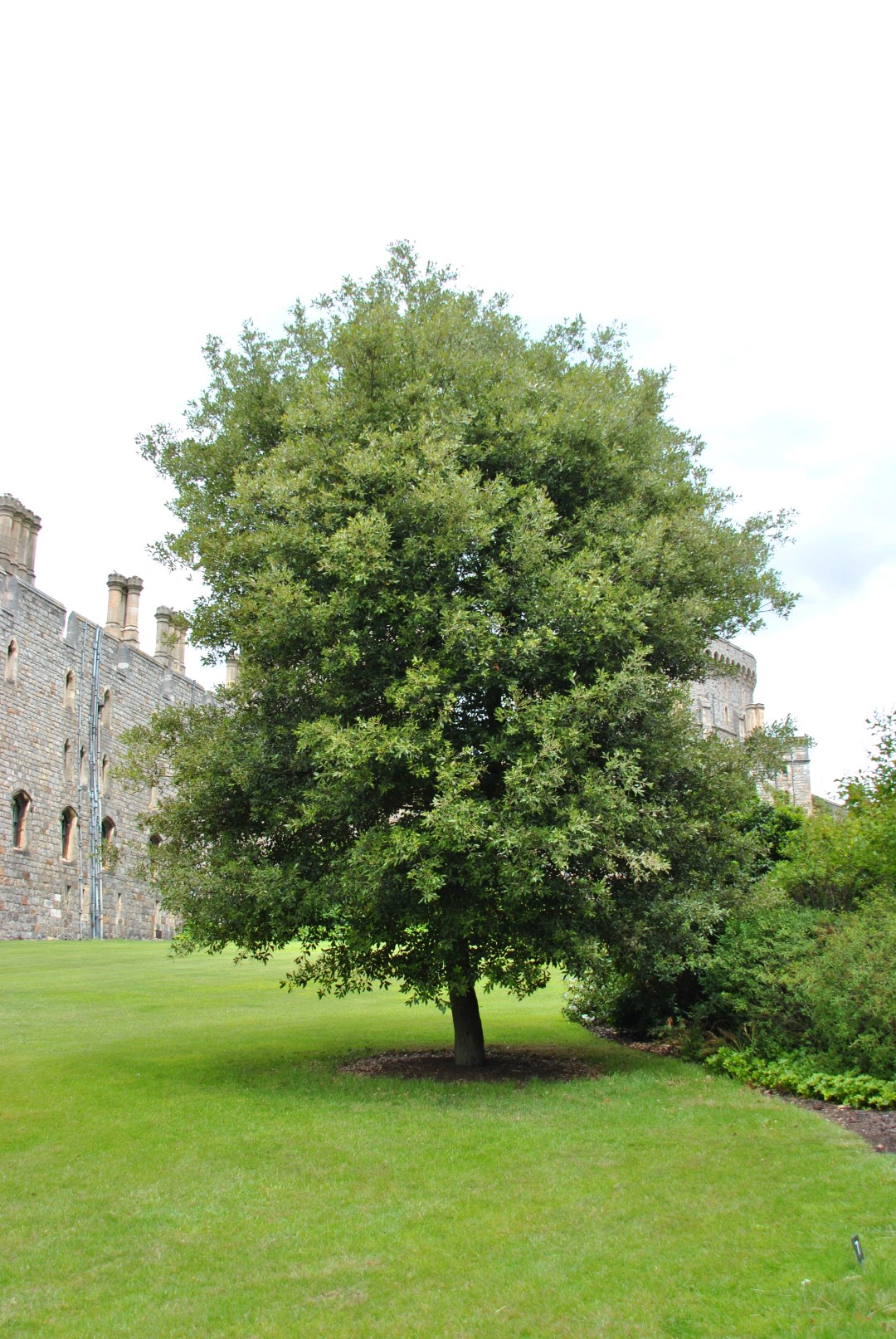 Quercus ilex | Fagaceae - Van den Berk Nurseries