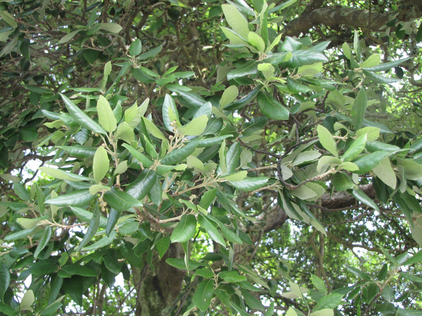Quercus ilex | Fagaceae - Van den Berk Nurseries