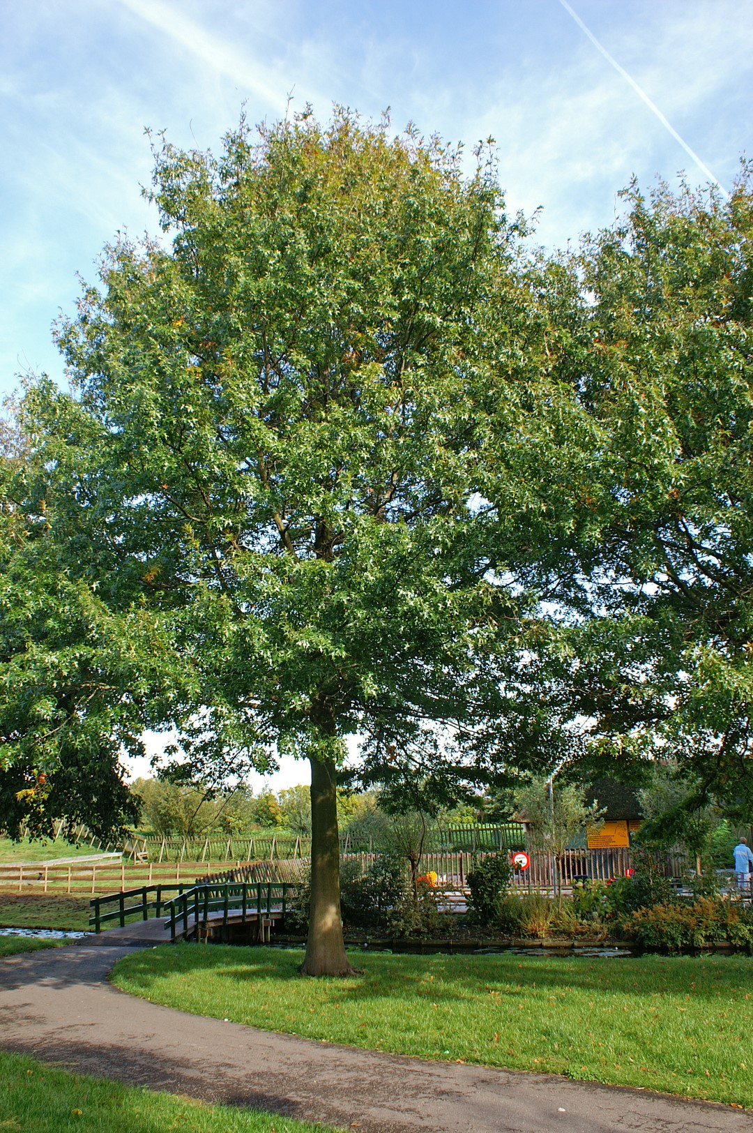 Quercus palustris | Fagaceae - Van den Berk Nurseries