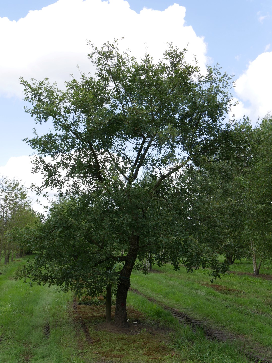 Quercus pubescens | Fagaceae - Van den Berk Nurseries