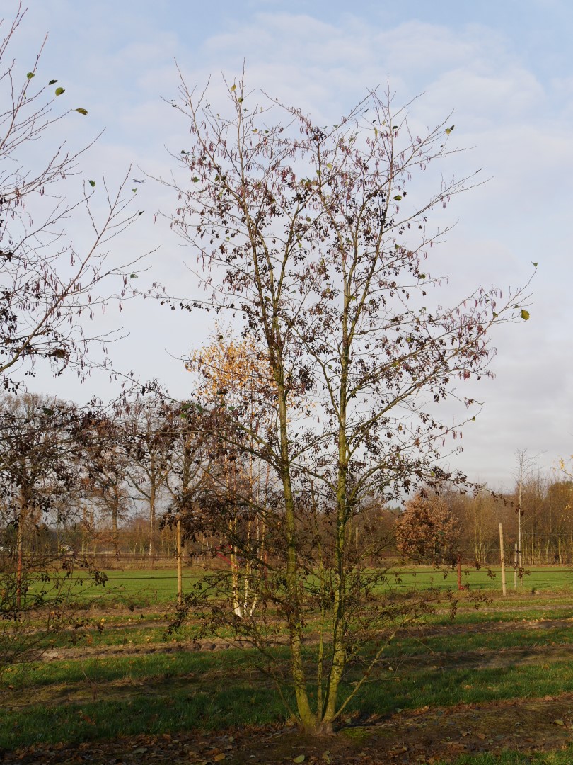 Alnus glutinosa | Betulaceae - Van den Berk Nurseries