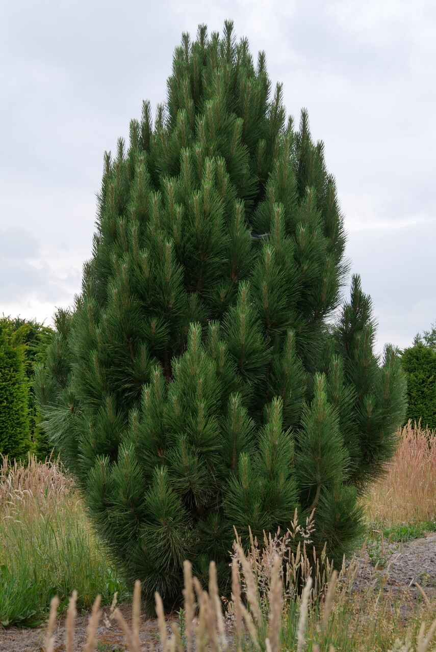 Pinus nigra 'Sinfonia' | Pinaceae - Van den Berk Nurseries