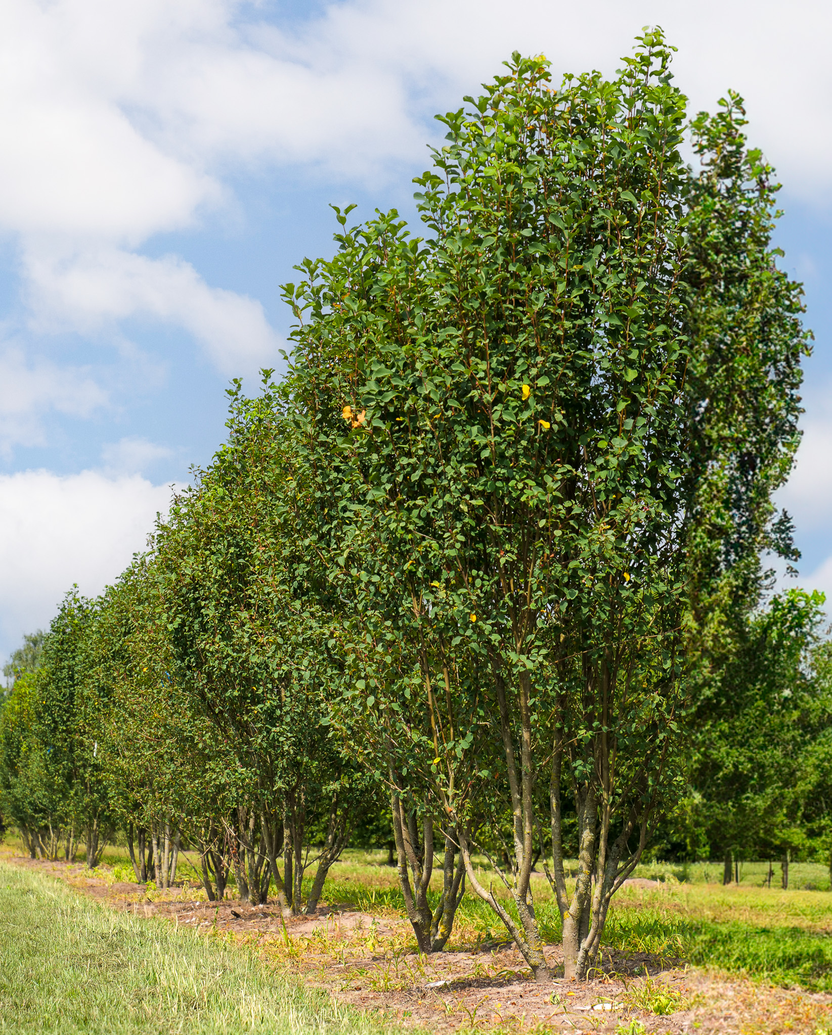 Amelanchier alnifolia 'Obelisk' | Rosaceae - Van den Berk Nurseries