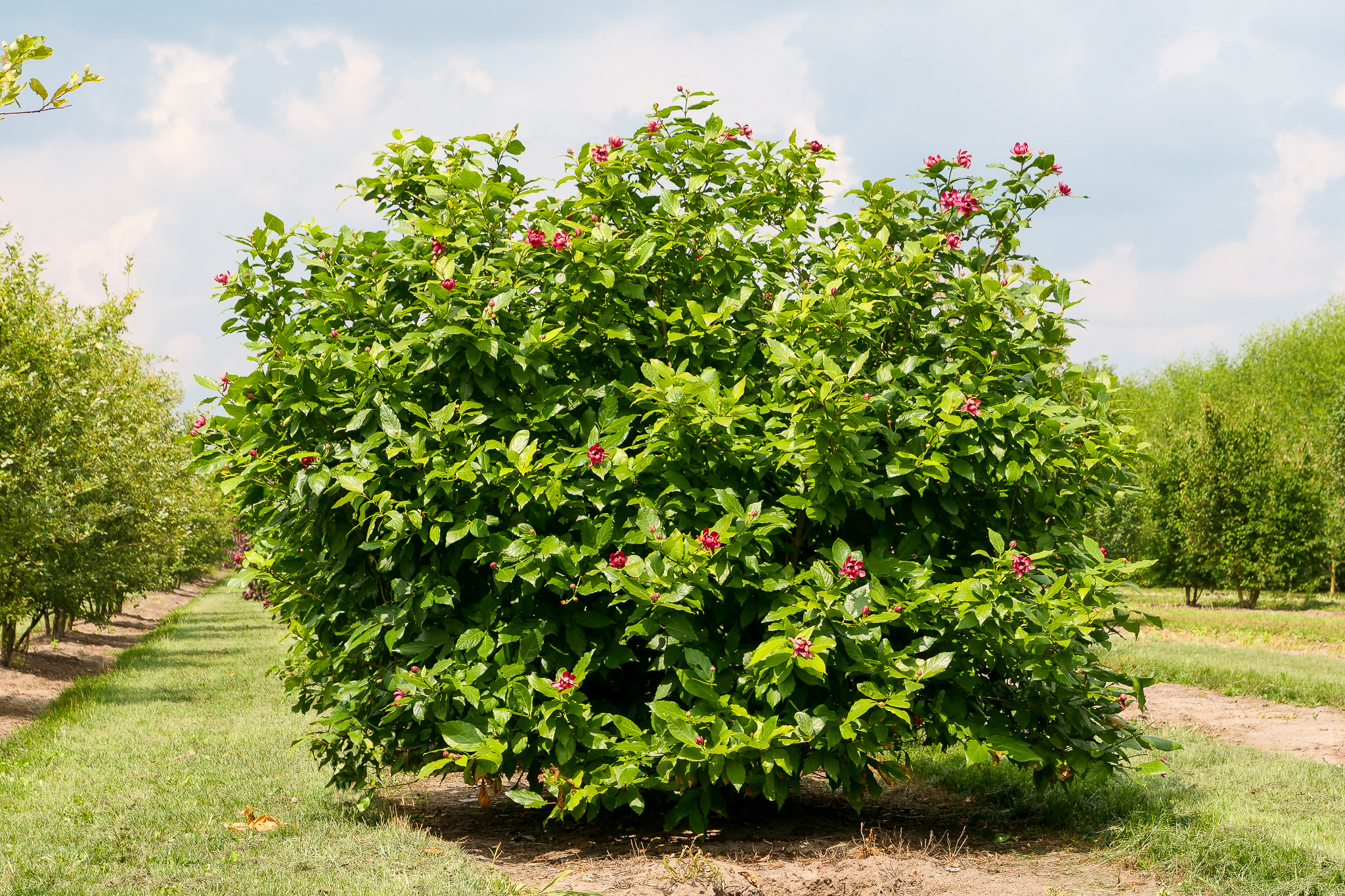 Calycanthus ×raulstonii 'Aphrodite' | Calycanthaceae - Van den Berk ...