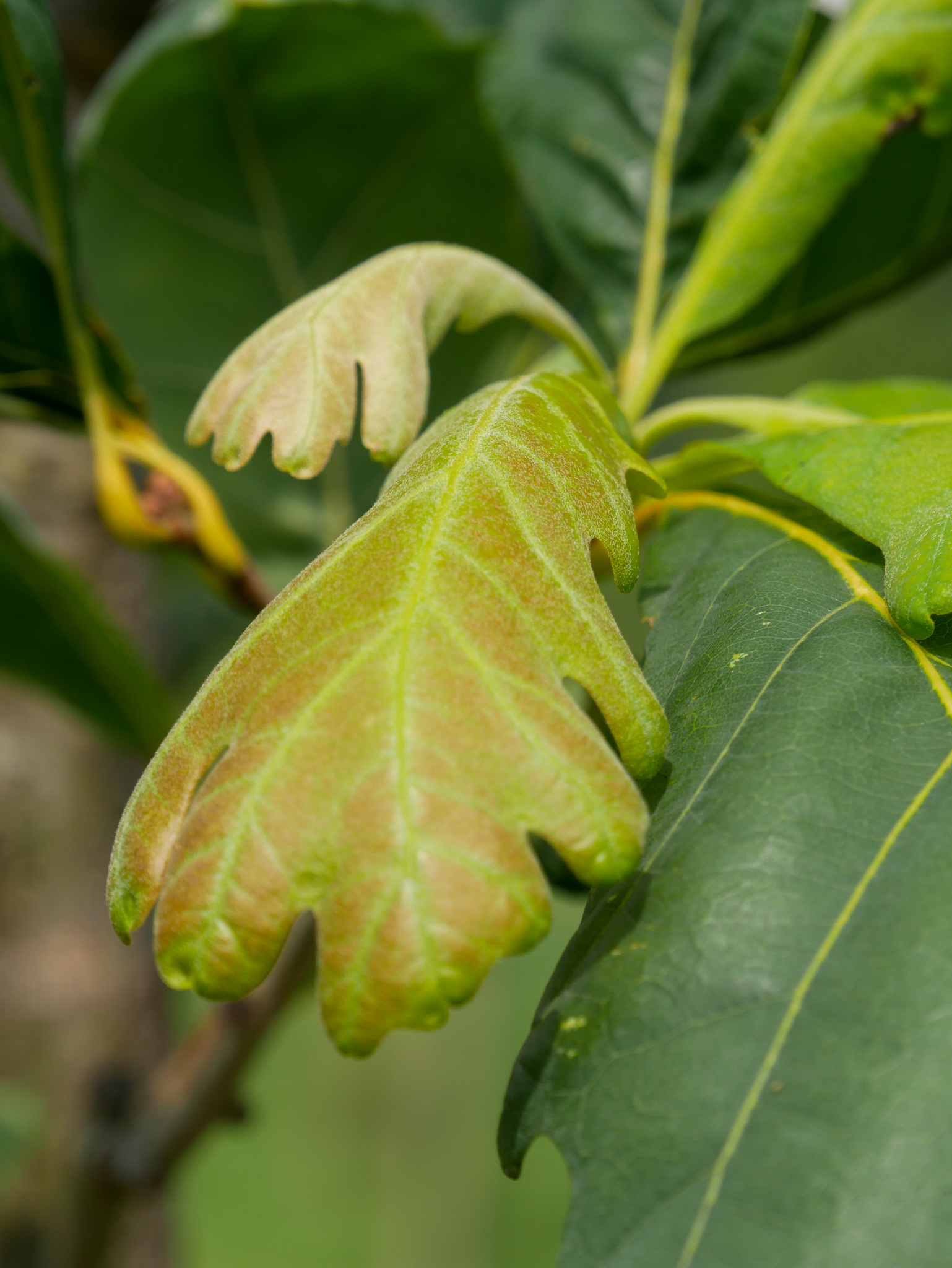 Quercus alba 'Clara' | Fagaceae - Van den Berk Nurseries