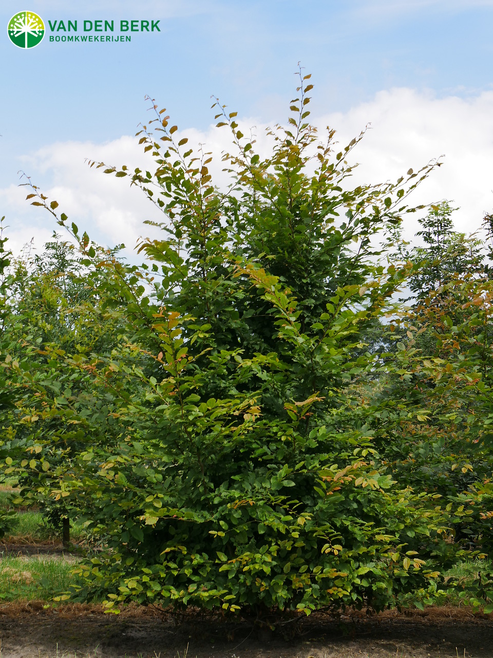 Carpinus betulus | Betulaceae - Van den Berk Nurseries