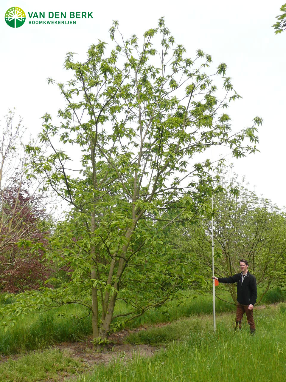 Castanea sativa | Fagaceae - Van den Berk Nurseries