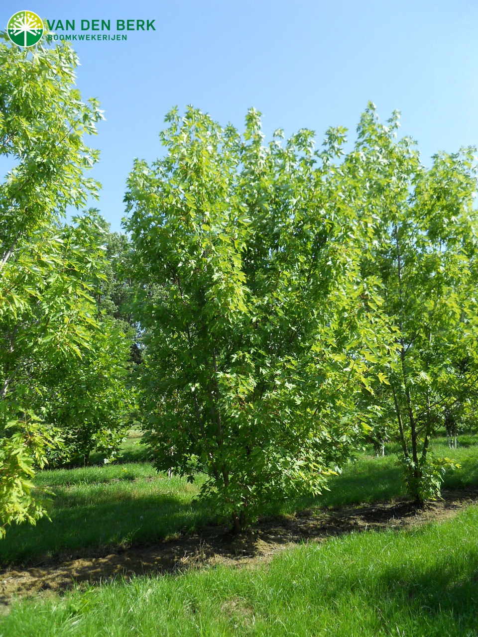 Acer saccharinum | Aceraceae - Van den Berk Nurseries