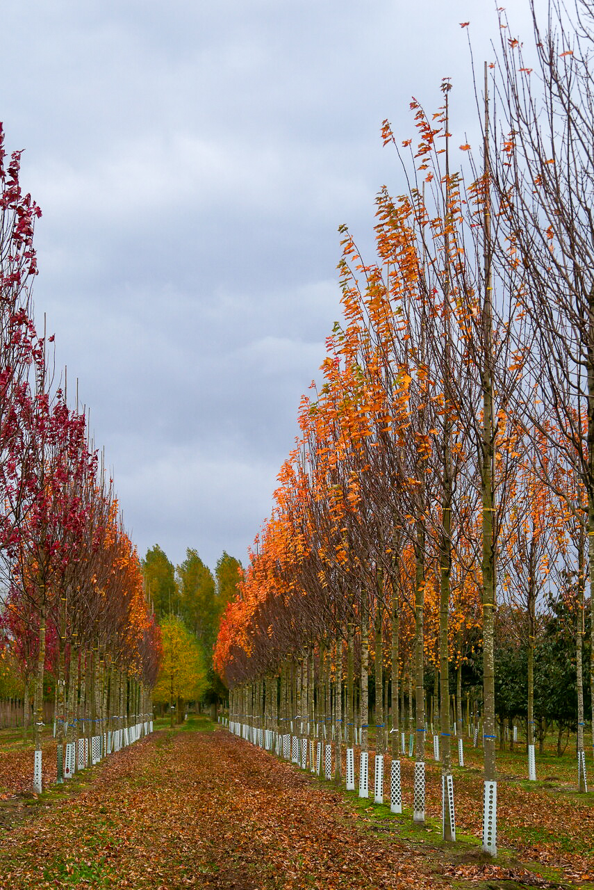 Acer rubrum 'Karpick' | Aceraceae - Van den Berk Nurseries
