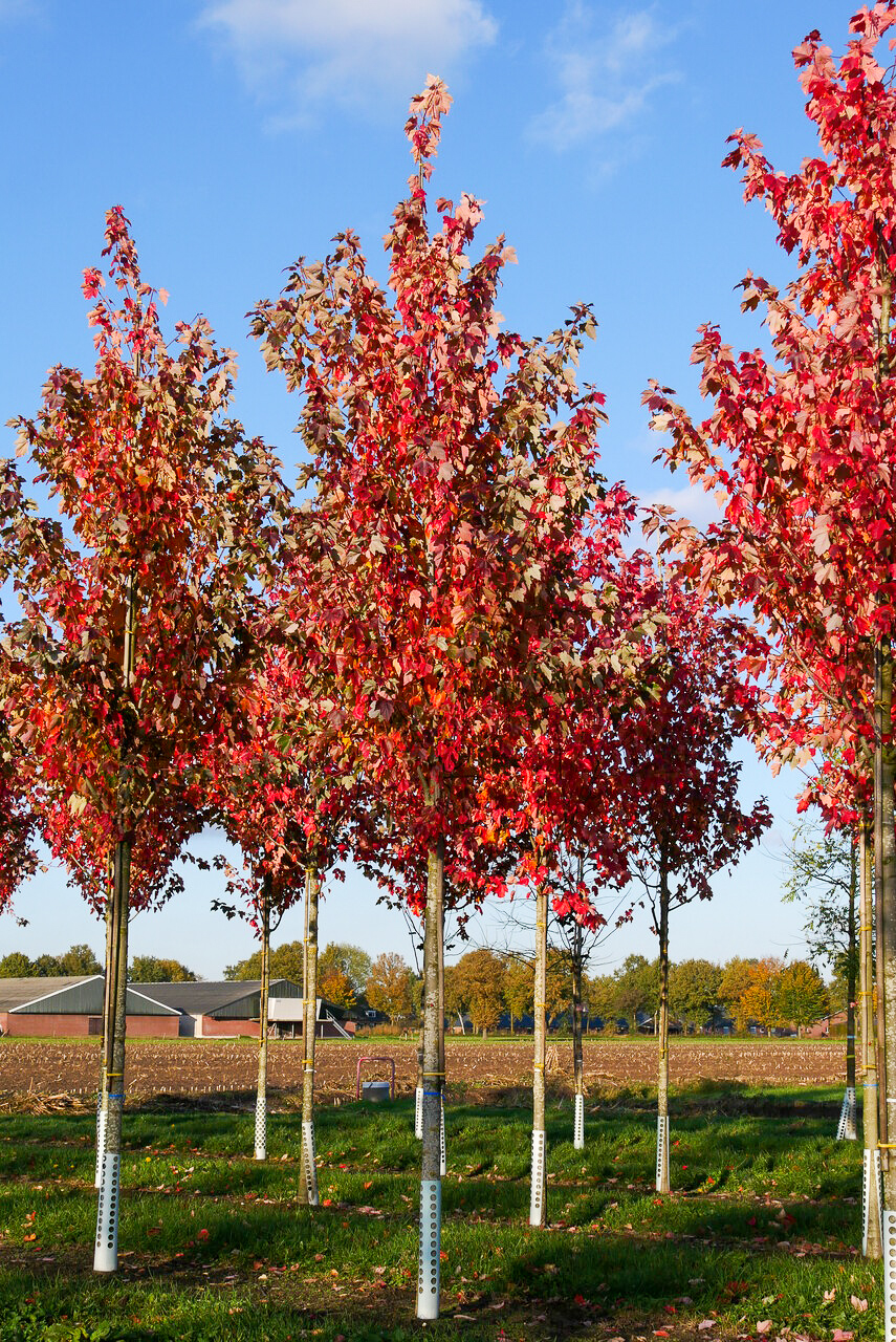 Acer rubrum RED SUNSET ('Franksred') | Aceraceae - Van den Berk Nurseries