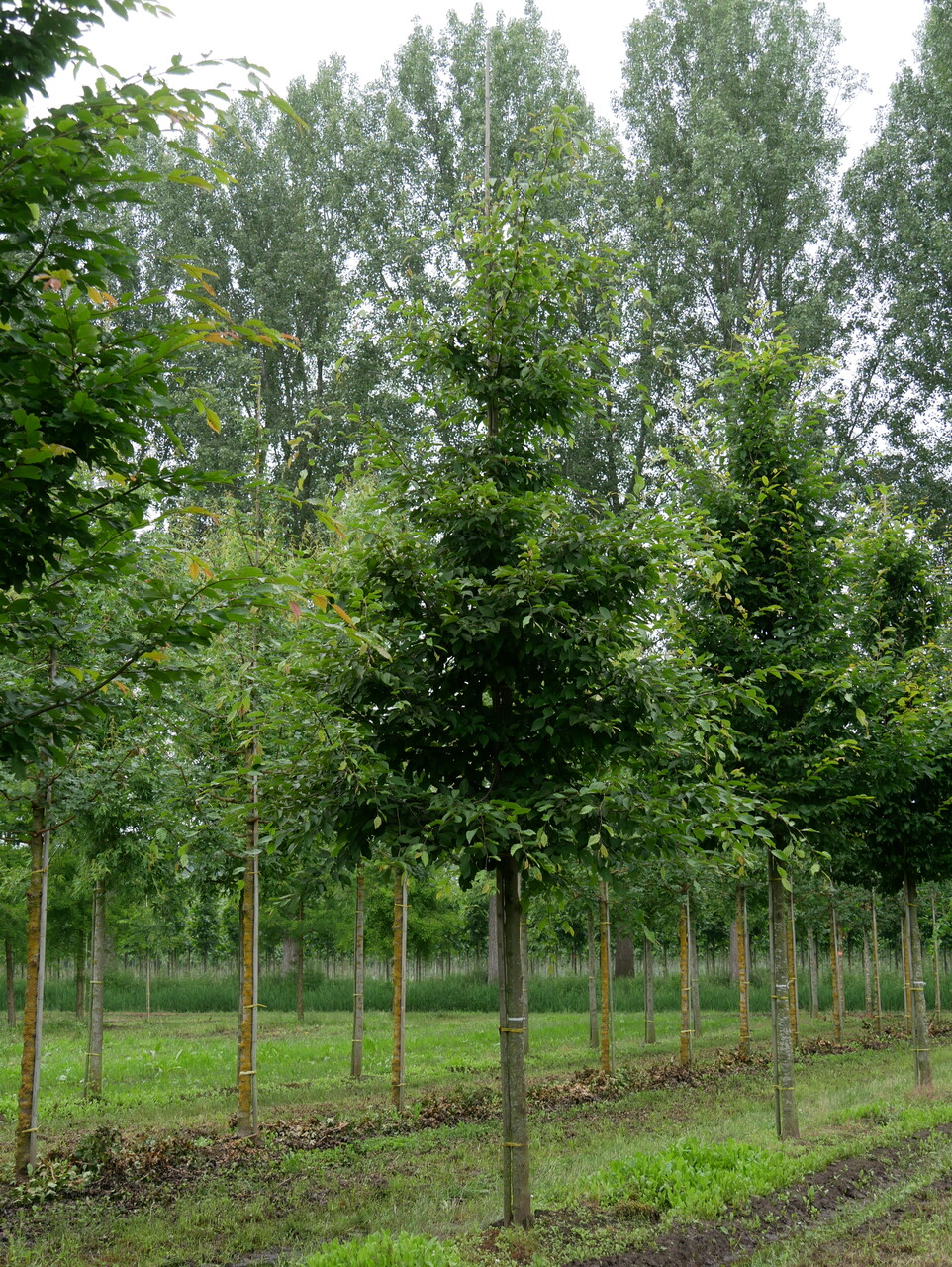 Carpinus betulus | Betulaceae - Van den Berk Nurseries