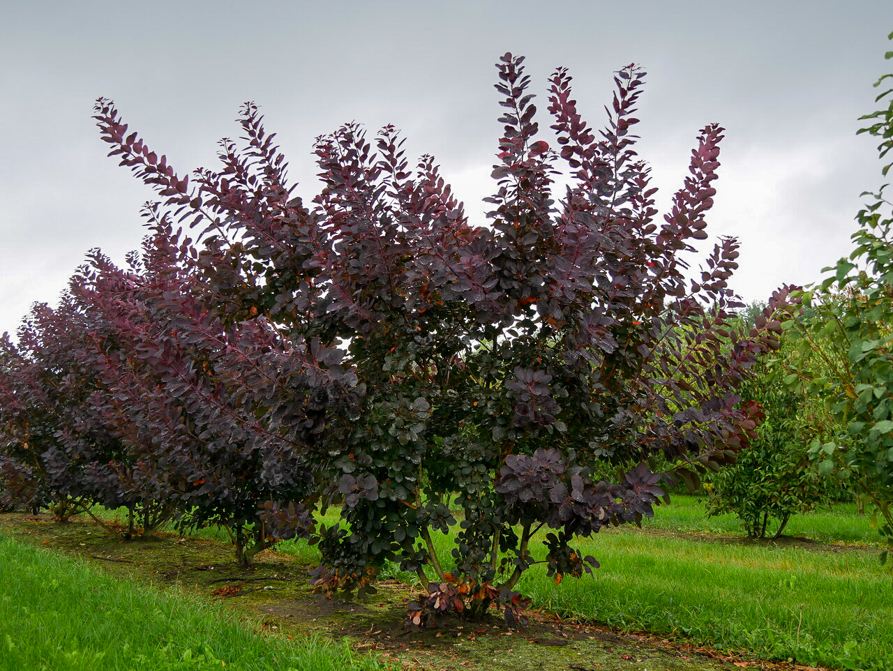 Cotinus coggygria 'Royal Purple' | Anacardiaceae - Van den Berk Nurseries