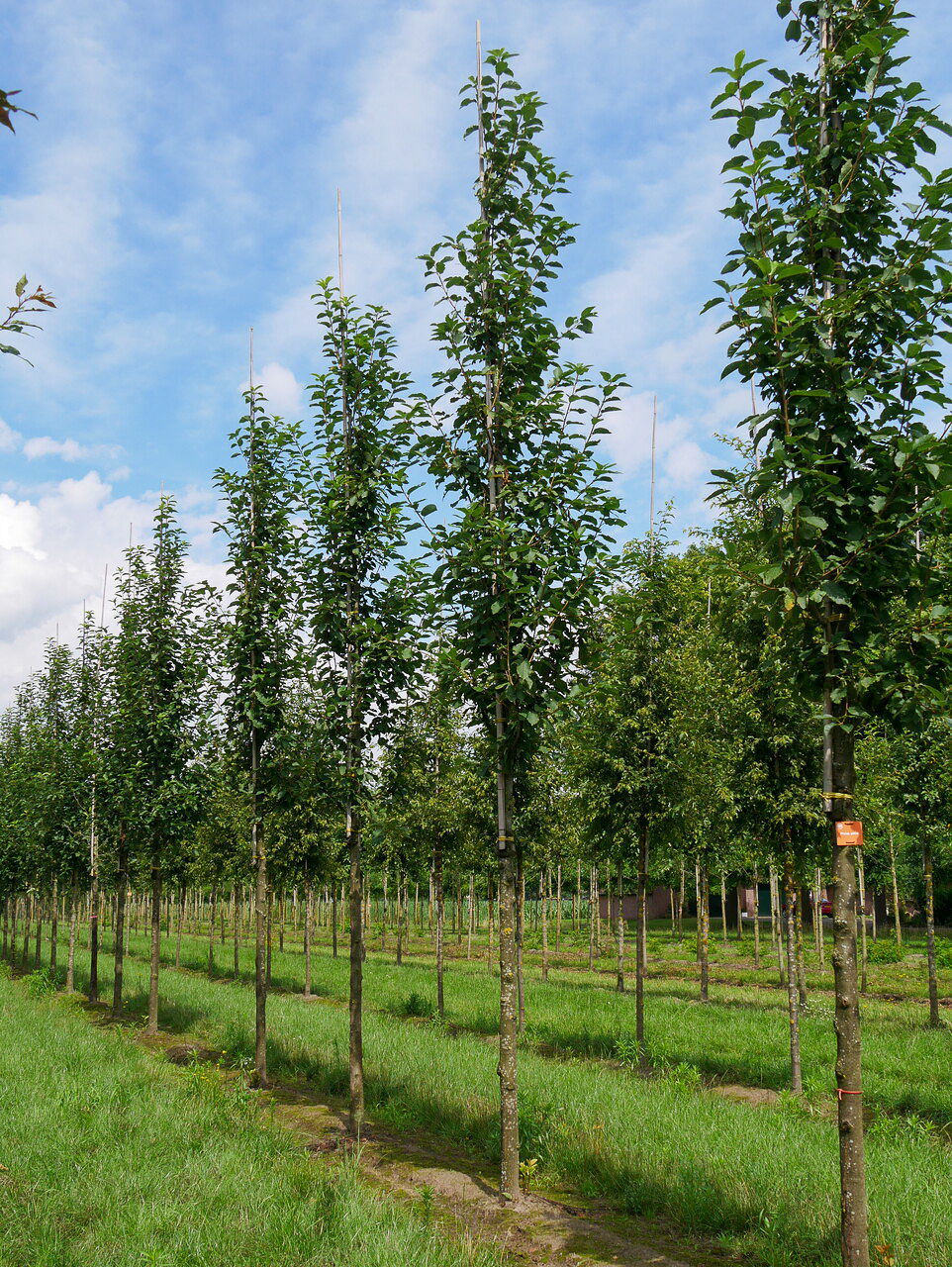 Prunus padus | Rosaceae - Van den Berk Nurseries