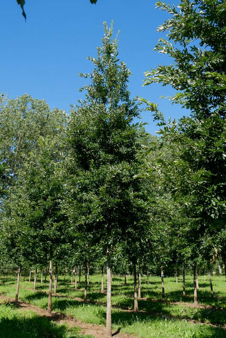 Quercus cerris | Fagaceae - Van den Berk Nurseries