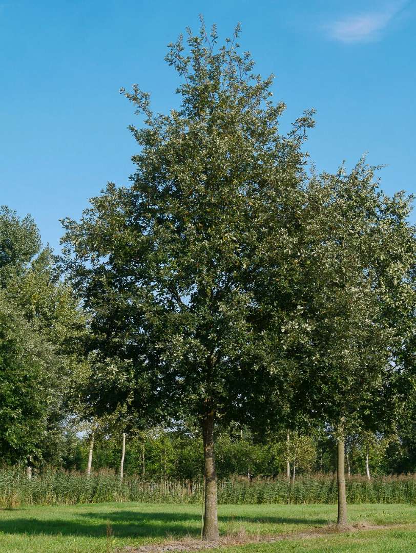 Quercus cerris | Fagaceae - Van den Berk Nurseries