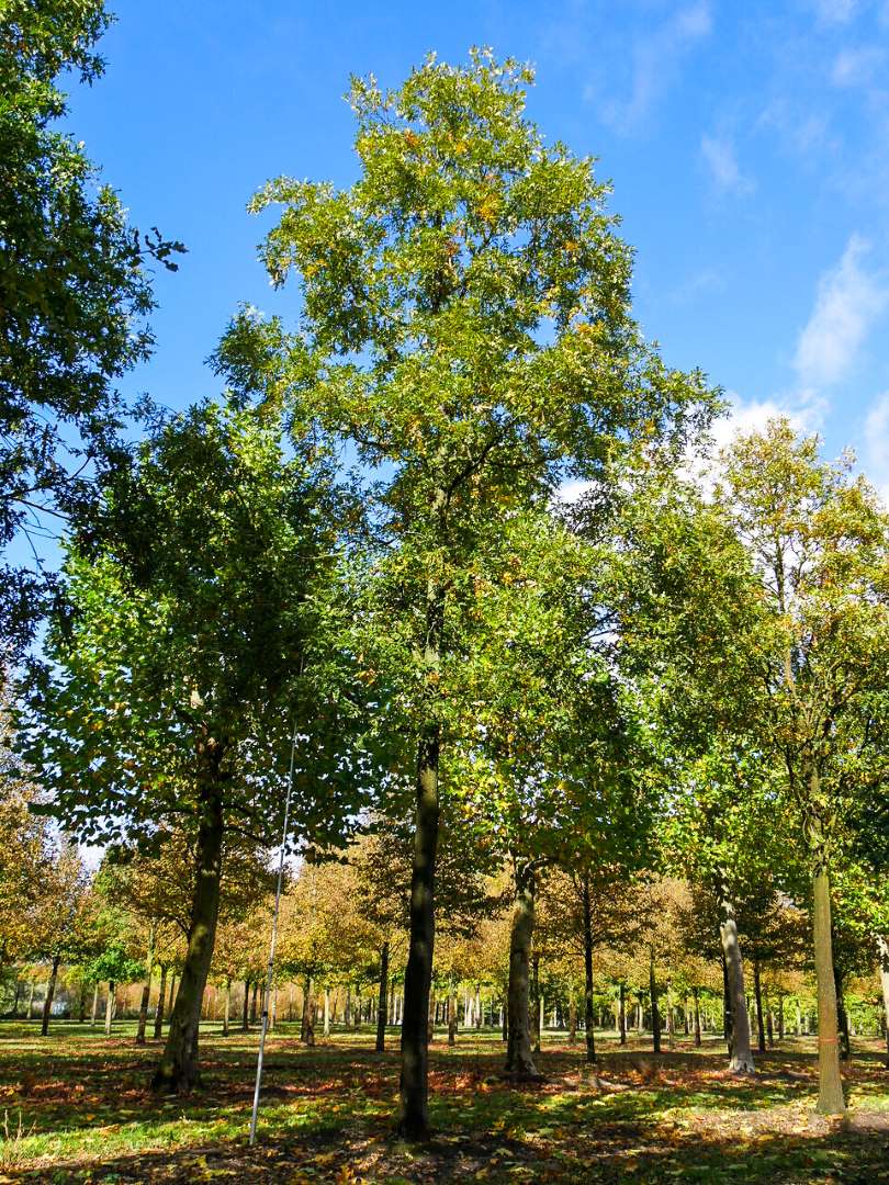 Quercus cerris | Fagaceae - Van den Berk Nurseries