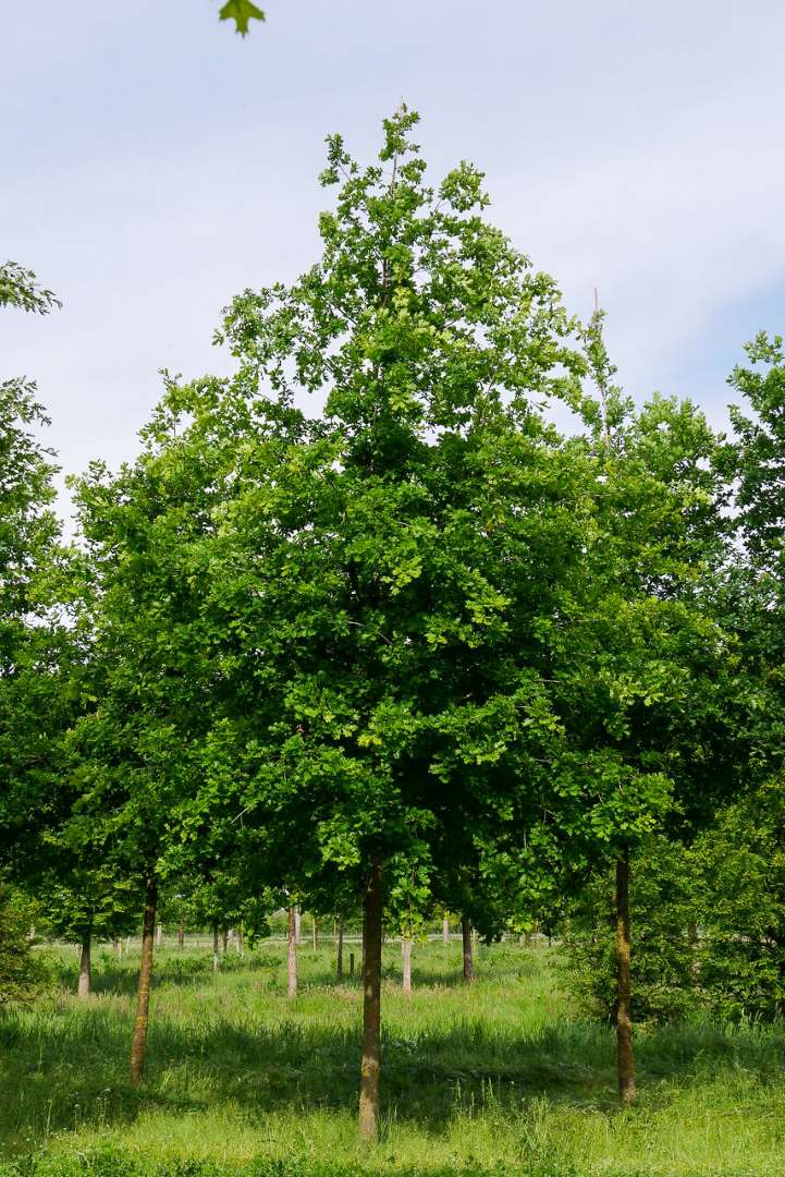 Quercus robur | Fagaceae - Van den Berk Nurseries
