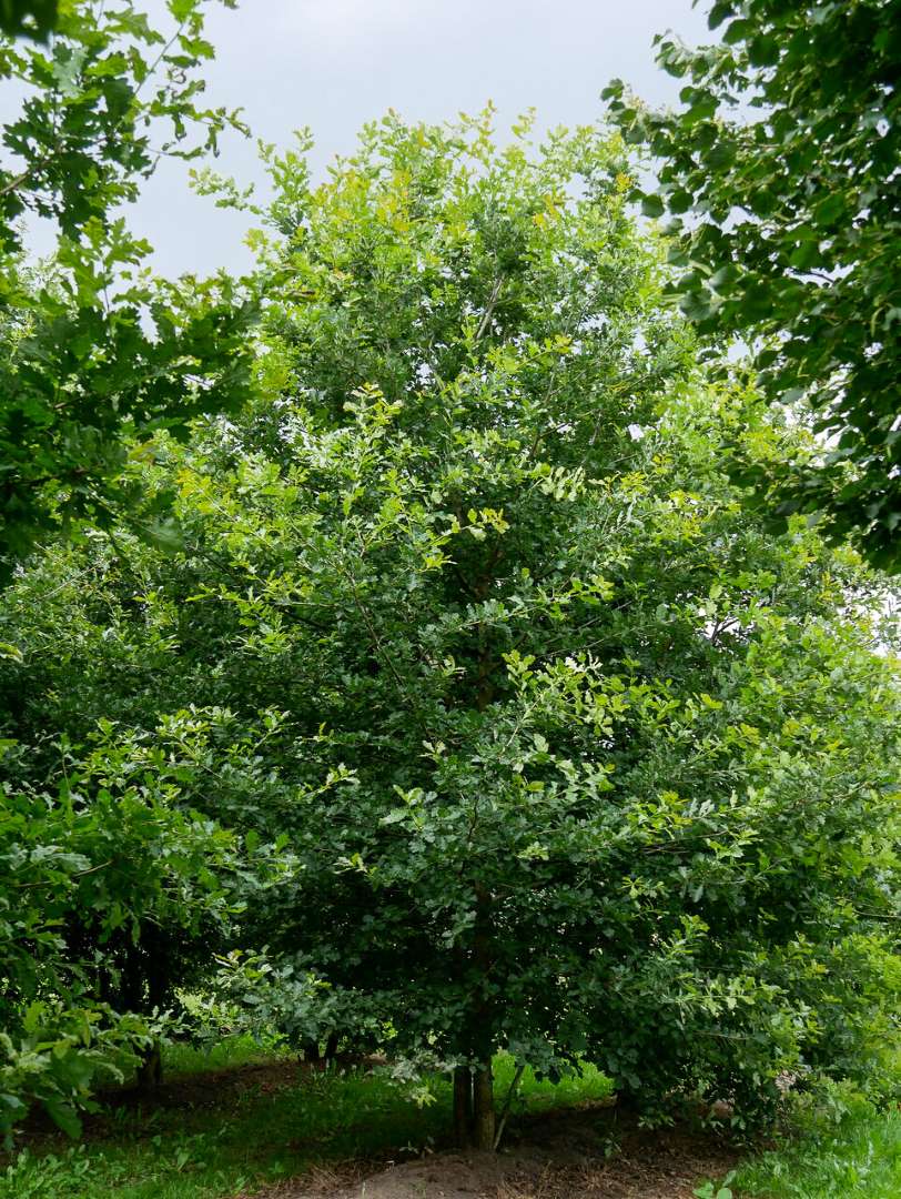 Quercus robur | Fagaceae - Van den Berk Nurseries