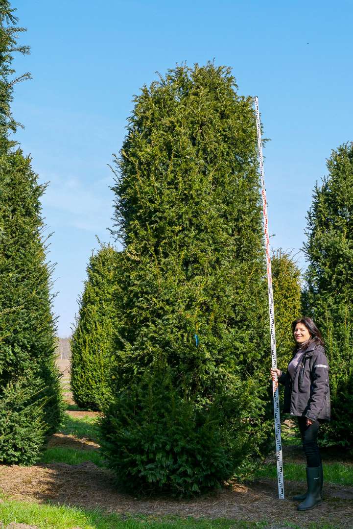 Taxus baccata | Taxaceae - Van den Berk Nurseries