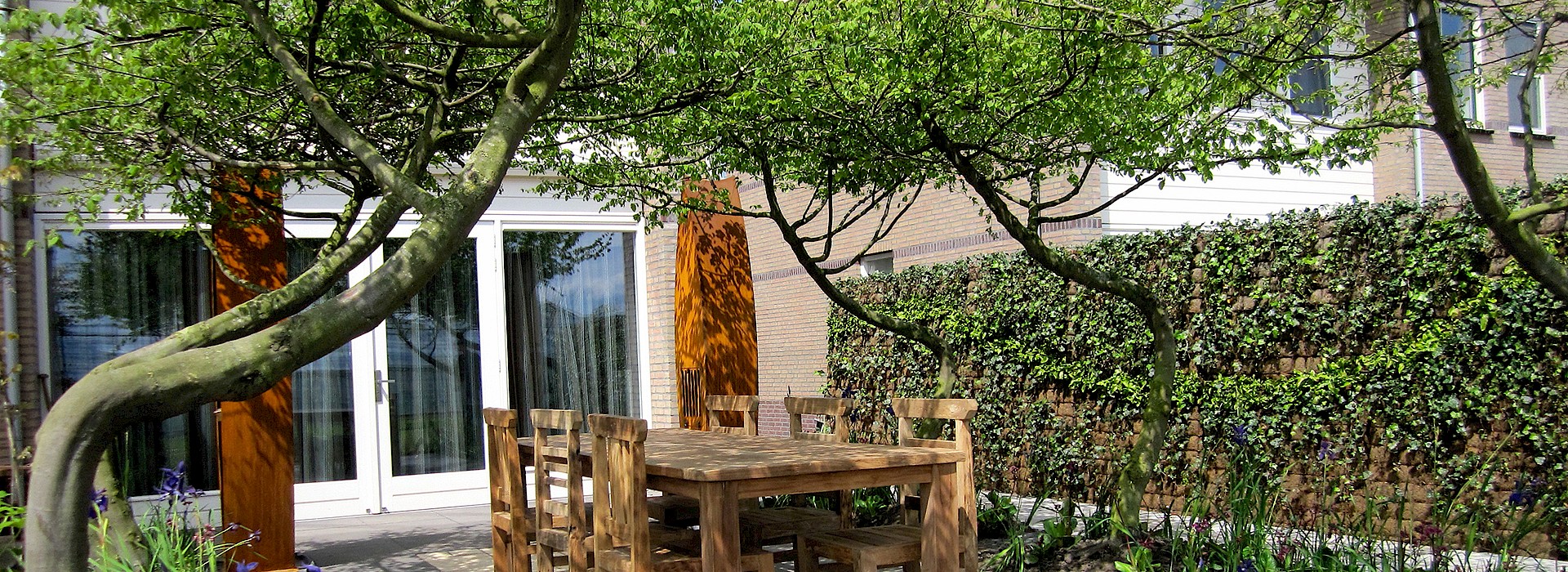 Platanus TREEVOLUTION ® THE SWING ® | Platanaceae - Van den Berk Nurseries