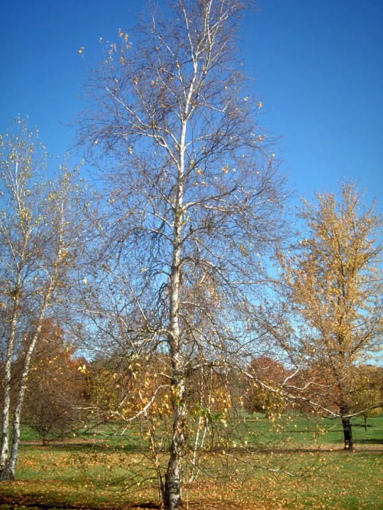 Betula populifolia 'Whitespire' | Betulaceae - Van den Berk Nurseries