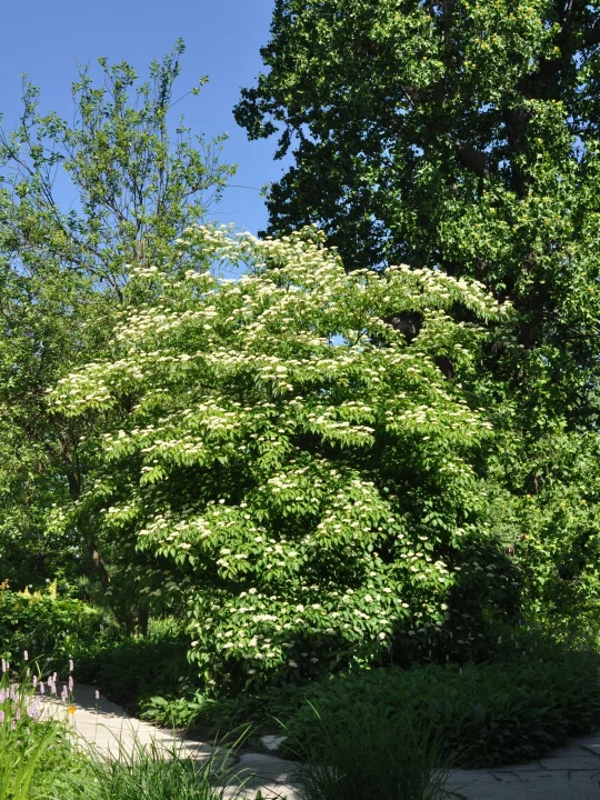 Cornus alternifolia | Cornaceae - Van den Berk Nurseries