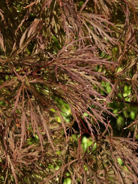 Acer palmatum 'Pink Filigree' | Aceraceae - Van den Berk Nurseries