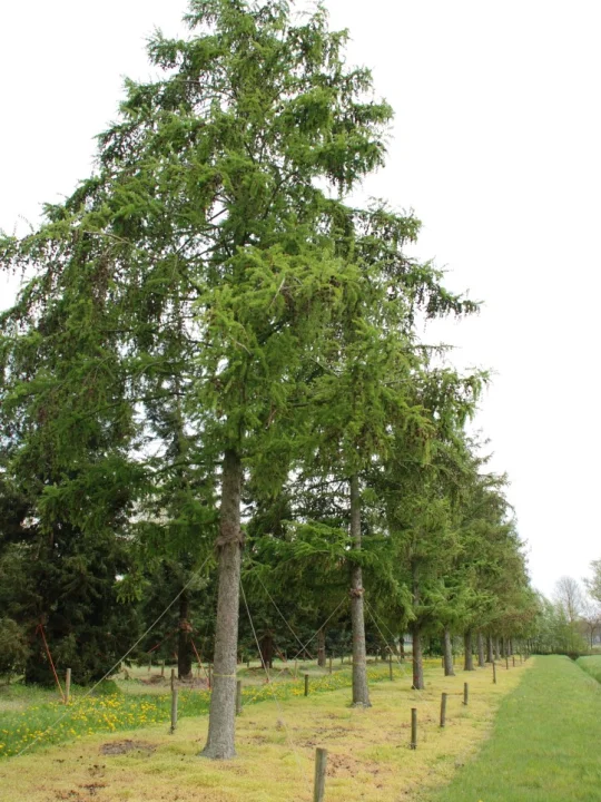 Larix marschlinsii | Pinaceae - Van den Berk Nurseries