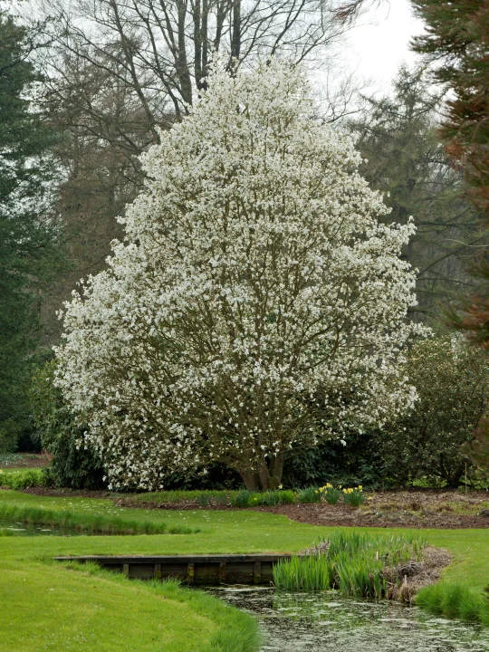 Magnolia 'Wada's Memory' | Magnoliaceae - Van den Berk Nurseries