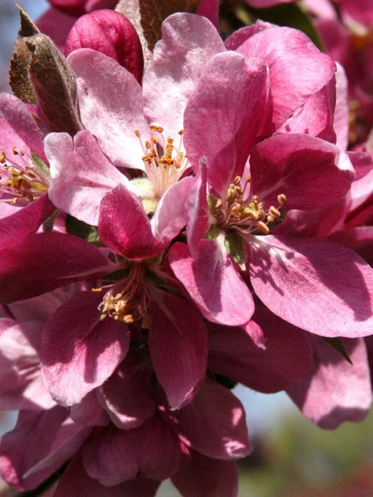 Malus 'Hopa' | Rosaceae - Van den Berk Nurseries