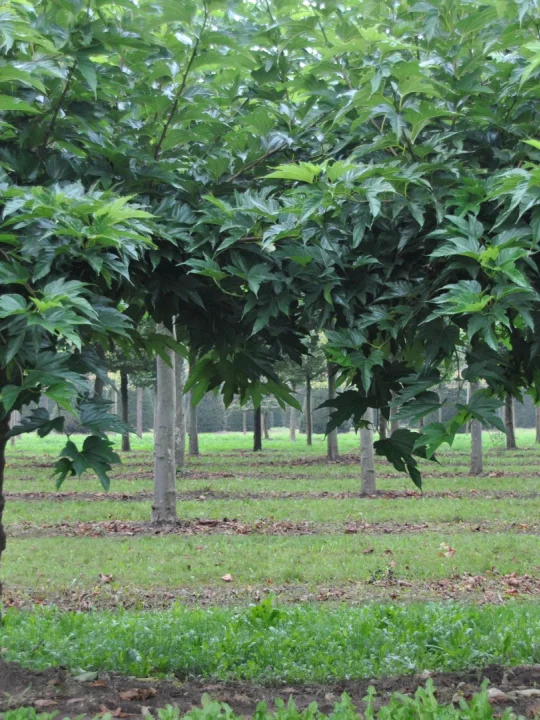 Morus alba 'Fruitless' | Moraceae - Van den Berk Nurseries