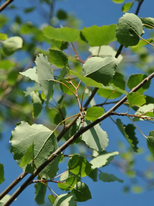 Populus tremula | Salicaceae - Van den Berk Nurseries