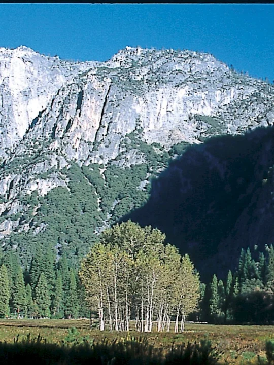 Populus trichocarpa | Salicaceae - Van den Berk Nurseries