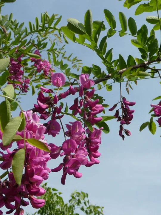 Robinia ×margaretta CASQUE ROUGE ('Pink Cascade') | Fabaceae - Van den ...