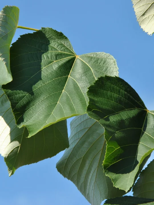 Tilia heterophylla 'Prestige' | Tiliaceae - Van den Berk Nurseries