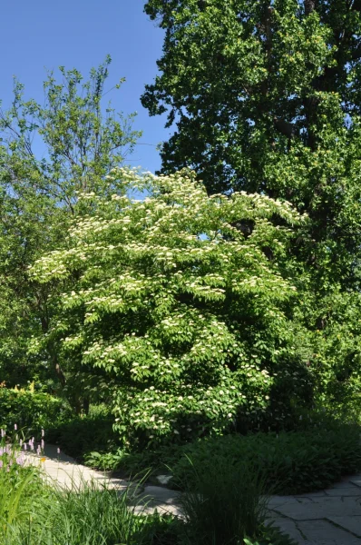 Cornus alternifolia | Cornaceae - Van den Berk Nurseries