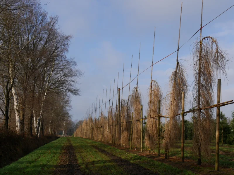 Larix decidua 'Pendula' | Pinaceae - Van den Berk Nurseries